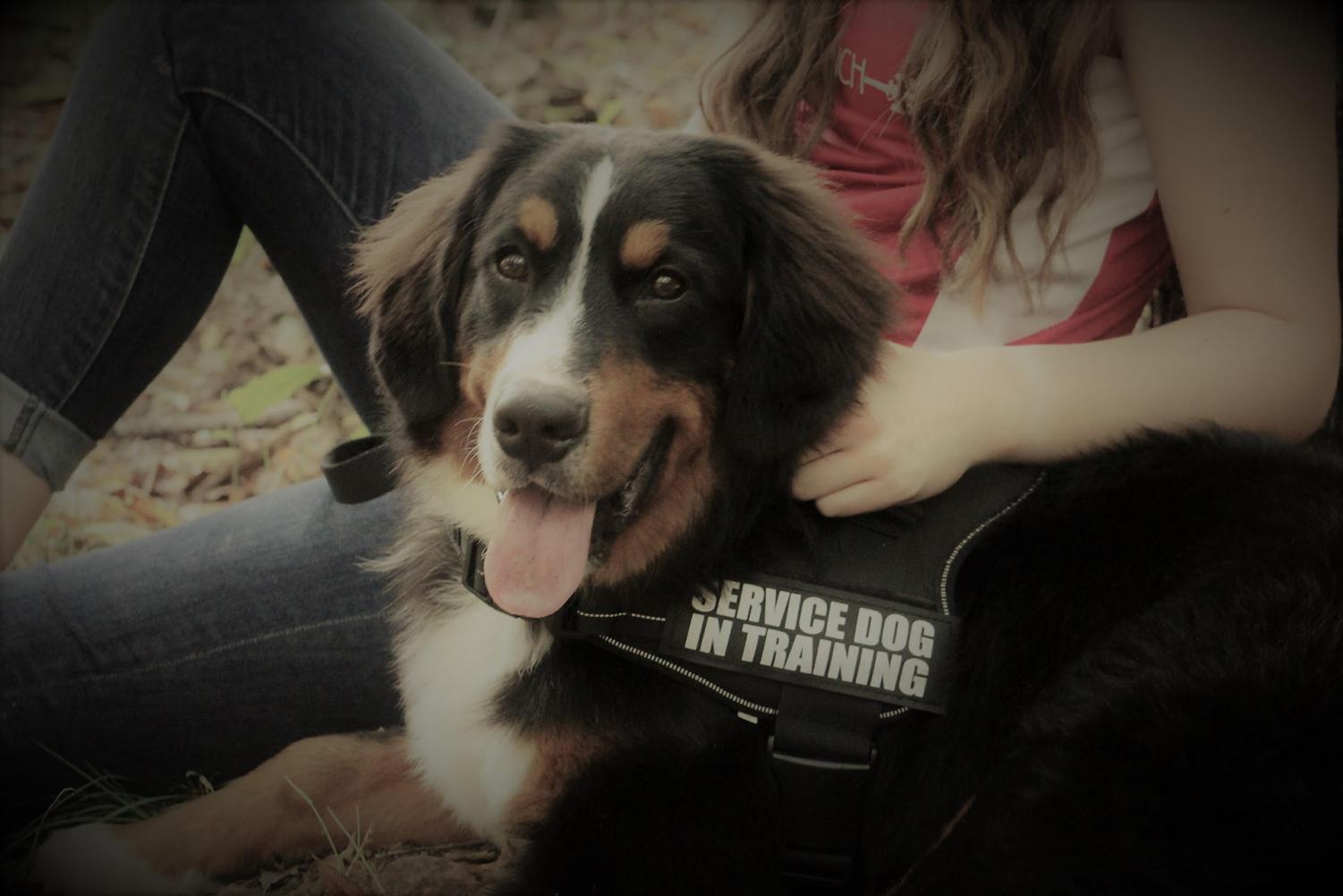 A Service Dog is Coming to WB – Warrior Watch