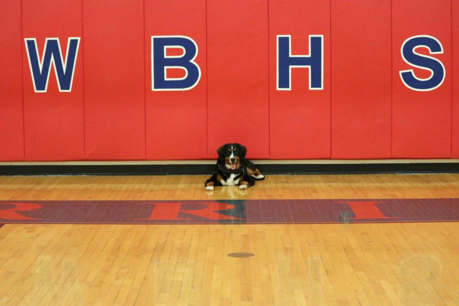 A Service Dog is Coming to WB – Warrior Watch