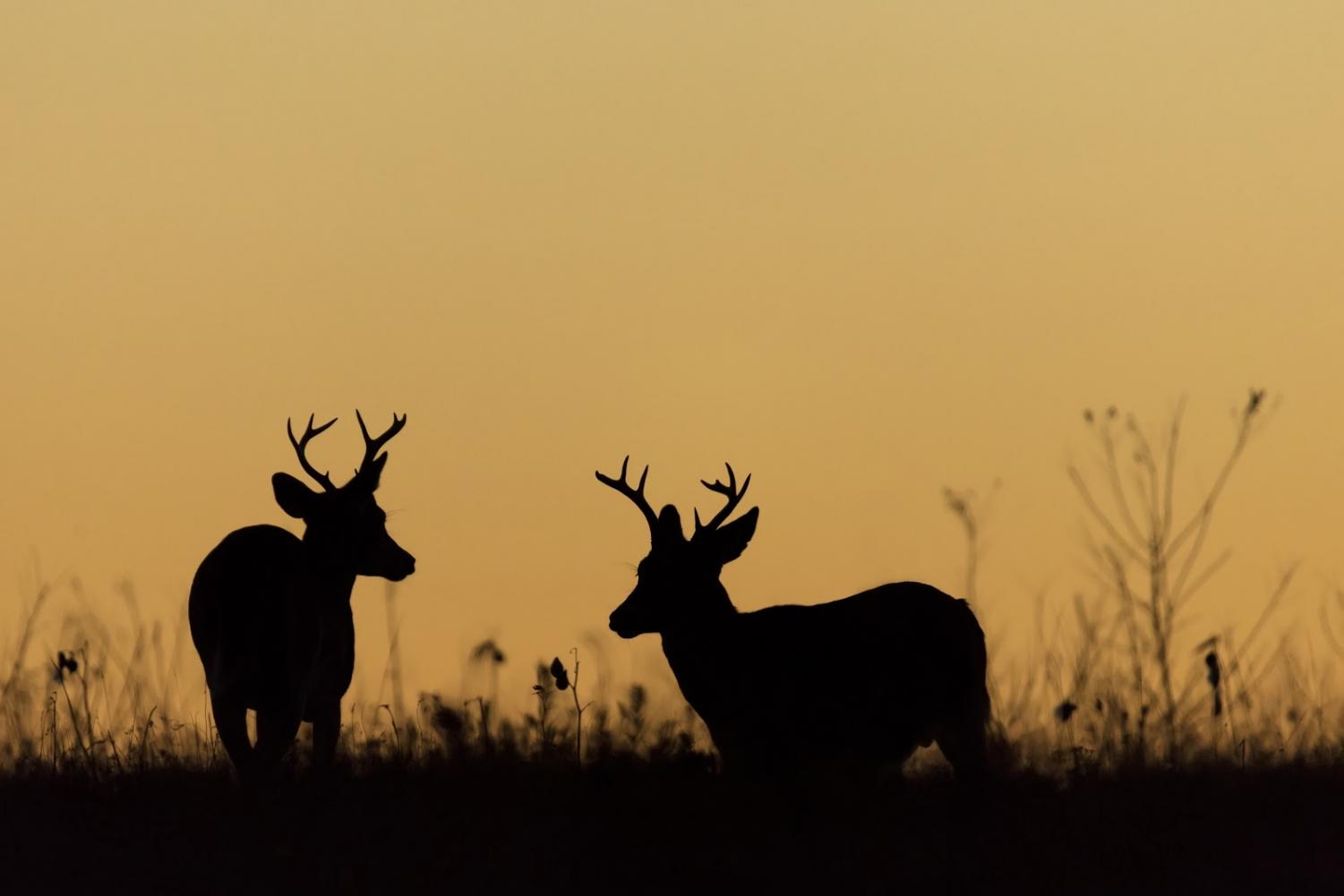 Hunting Season 2020 – Warrior Watch